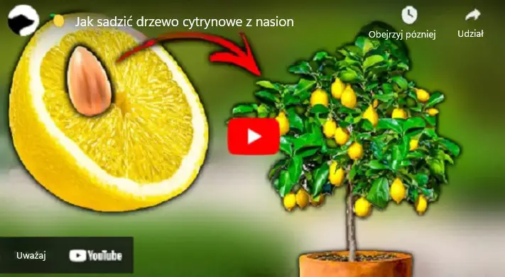 Praktyczny przewodnik po sadzeniu nasion cytryny w doniczce – sztuczki ...