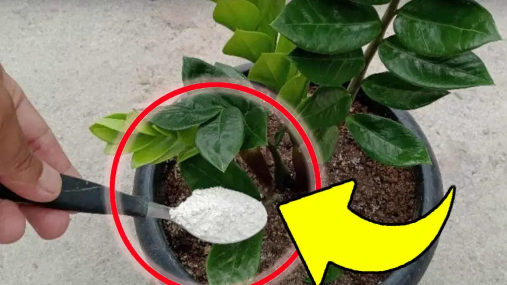 Dzięki temu naturalnemu nawozowi dla roślin w końcu wszystko zakwitnie ...