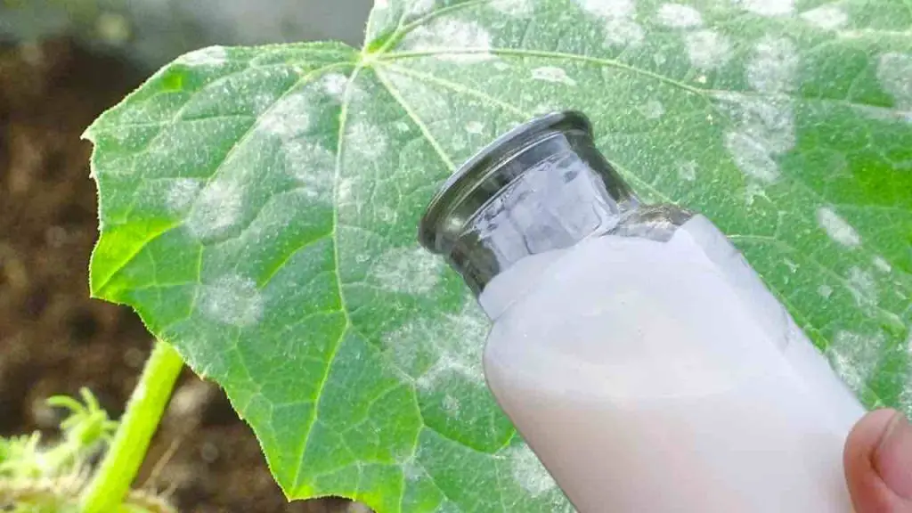 Najsilniejsza obrona ogrodu przed wszelkiego rodzaju chorobami: nigdy ...